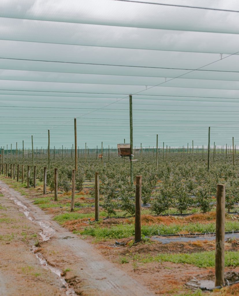 Pollination Services in the Western Cape – Bee Ware Cape Town